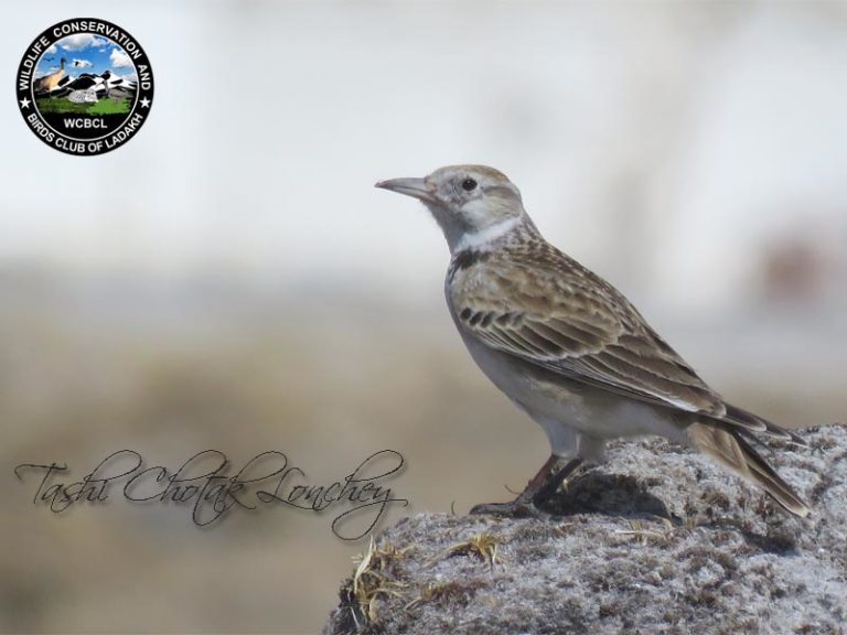 tibetan lark – Birds of Ladakh