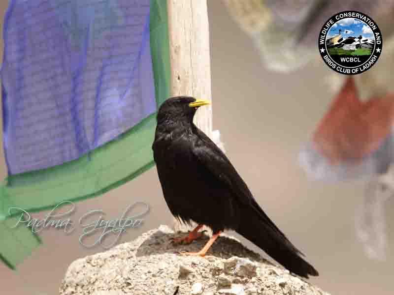 crows ravens and magpies – Birds of Ladakh