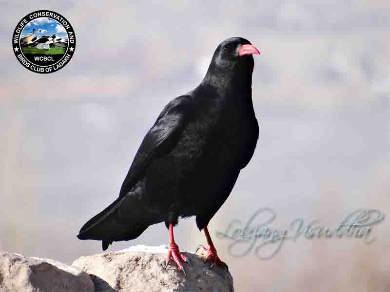 crows ravens and magpies – Birds of Ladakh