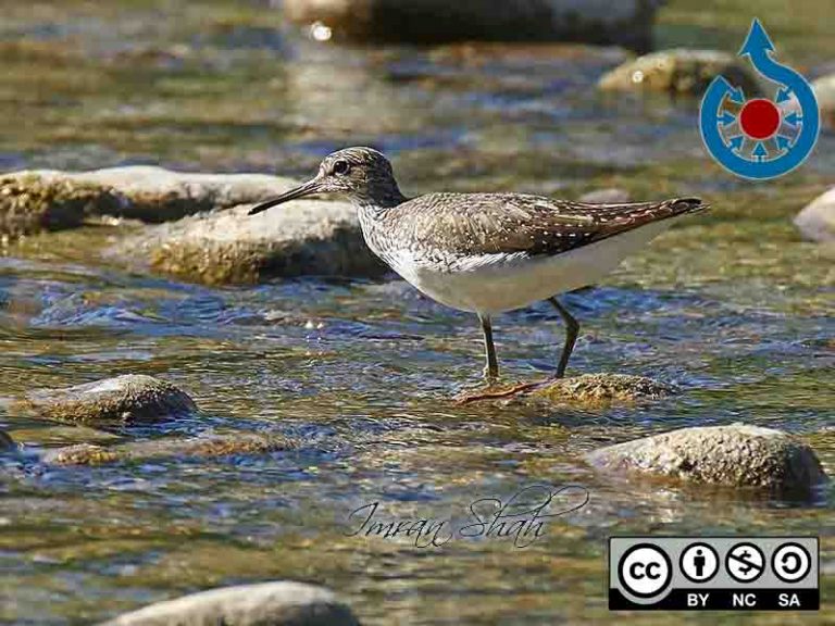 Green Sandpiper – Birds of Ladakh